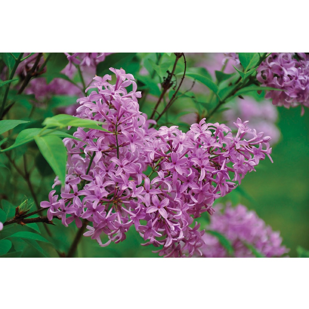 Purple Persian Lilac, #2 | Rural King