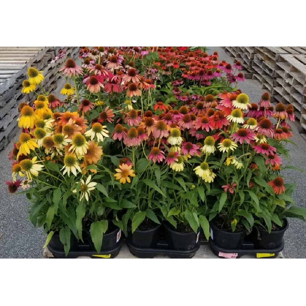 Assorted Perennial, 2.5 Quart | Rural King