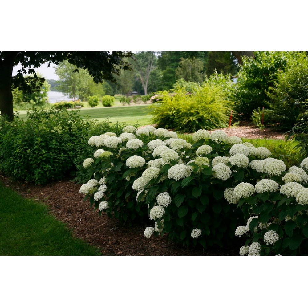 Invincibelle Limetta® Hydrangea, 2 Gallon Deco Pot | Rural King