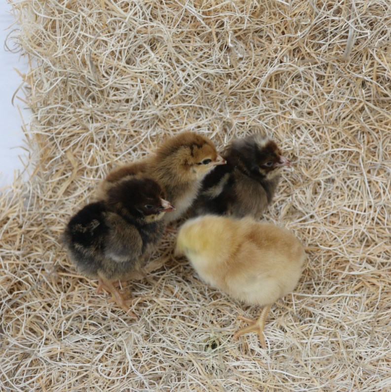Rainbow - Straight Run Chicks (Lot of 10 Chicks) | Rural King