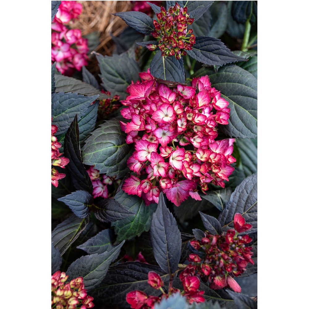 Hydrangea First Editions Hydrangea Eclipse, 2 Gallon | Rural King