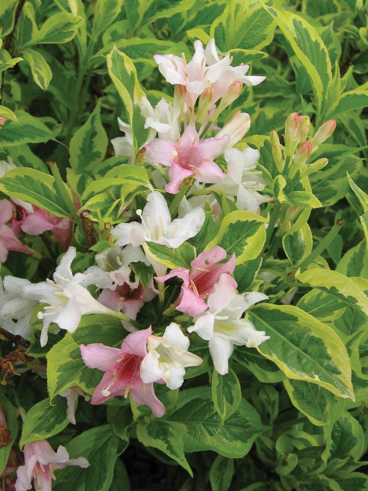 Variegated Weigela, #2 | Rural King