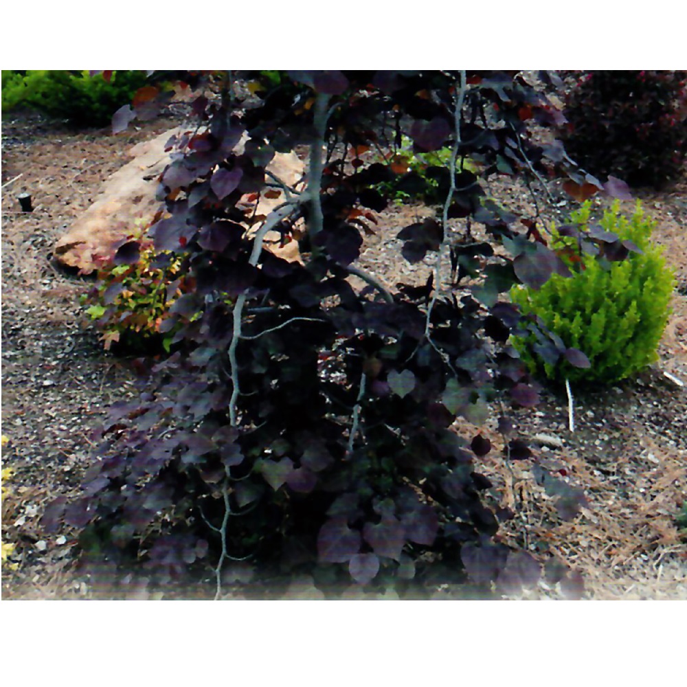 Freedom Tree Farms Ruby Falls Weeping Redbud, 5 Gallon | Rural King