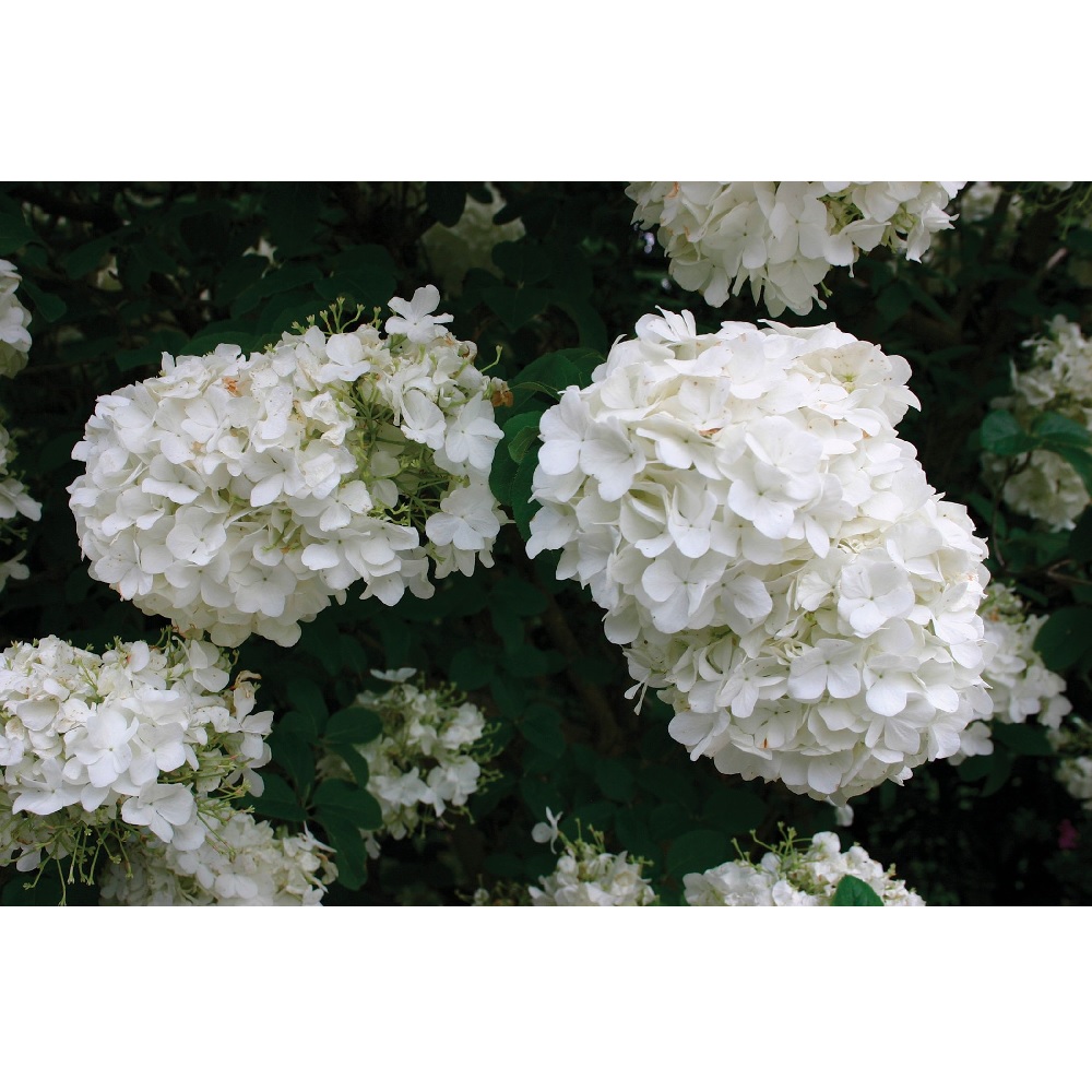 Eastern Snowball Viburnum, #1 | Rural King