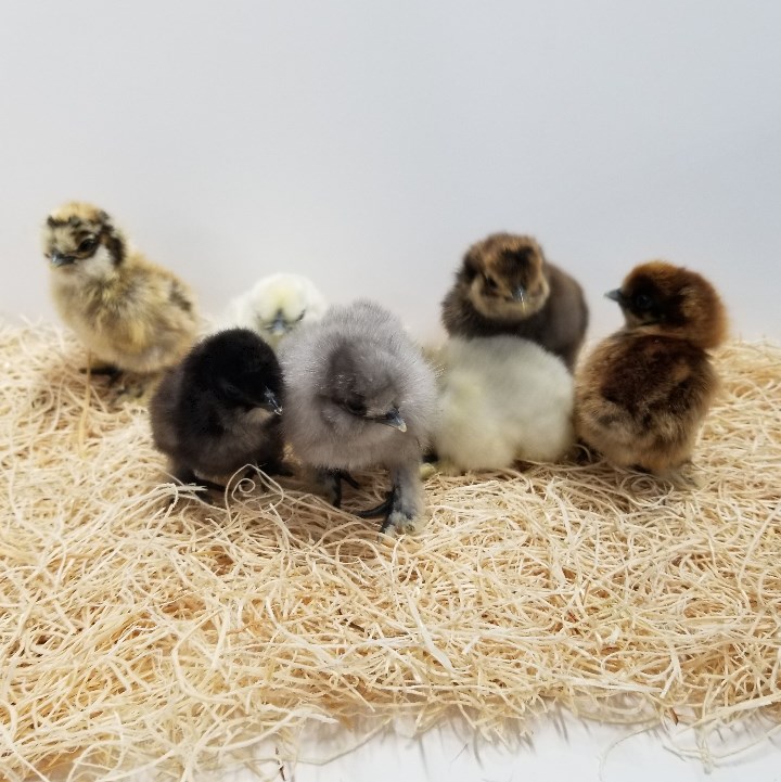 Bantams, Assorted - Straight Run Chicks (Lot of 10 Chicks) | Rural King