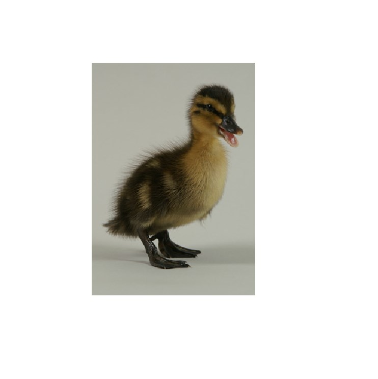 Ducks, Rouen Chicks (Lot of 10 Ducks) | Rural King