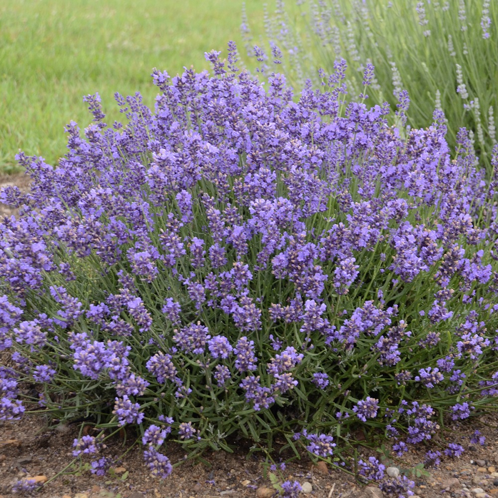 Assorted Lavender, Round Quart | Rural King
