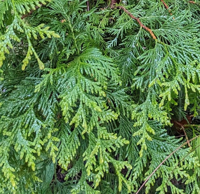 Brandon Arborvitae, #5 | Rural King