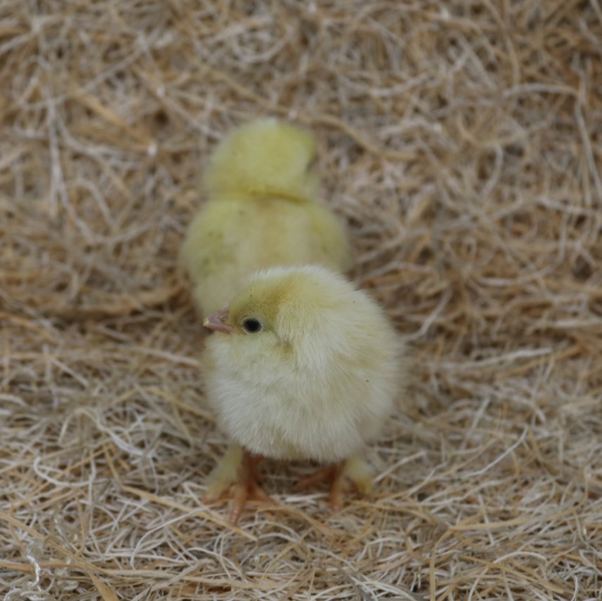 Salmon Favorelle - Straight Run Chicks (Lot of 10 Chicks) | Rural King