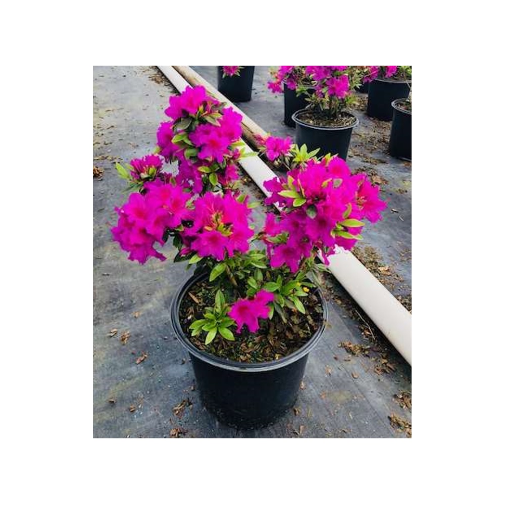 Gable Herbert Lavender Azalea, #2 | Rural King