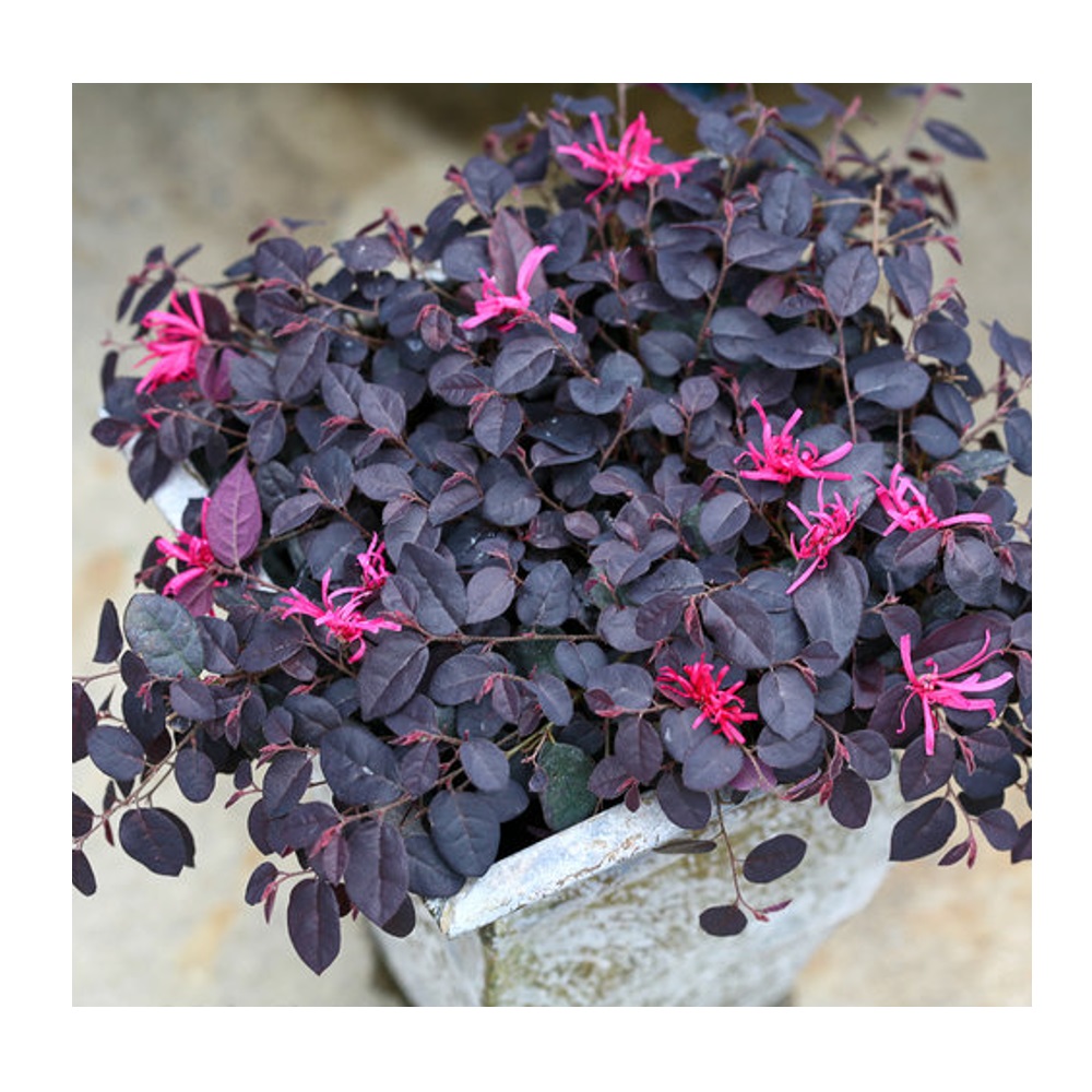 Jazz Hands Mini Proven Winner Loropetalum, 2 Gallon | Rural King