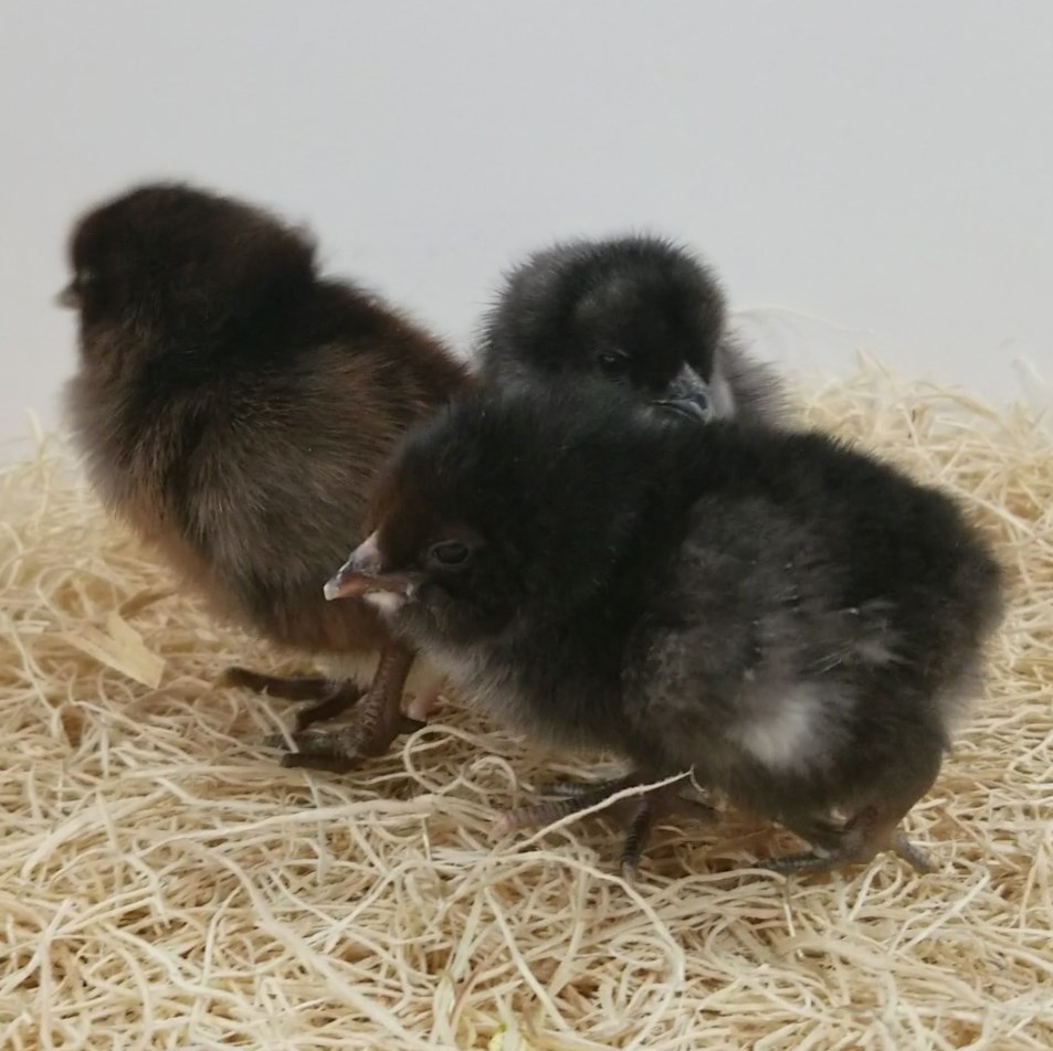 Olive Egger - Female Chicks (Lot of 10 Chicks) | Rural King