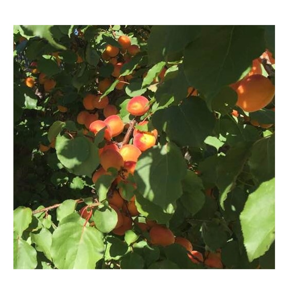 Freedom Tree Farms Goldcot Apricot, 5 Gallon | Rural King