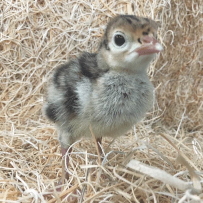 Turkeys, Bronze Chicks (Lot of 10 Chicks) | Rural King