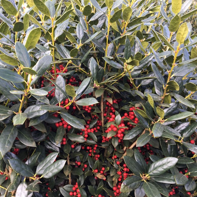 Freedom Tree Farms Needle Point Holly, 3 Gallon | Rural King