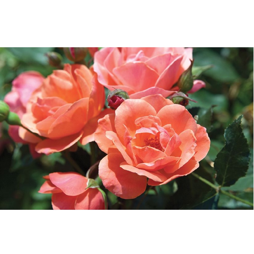 Coral Knock Out® Rose, 2 lb. Deco Pot | Rural King