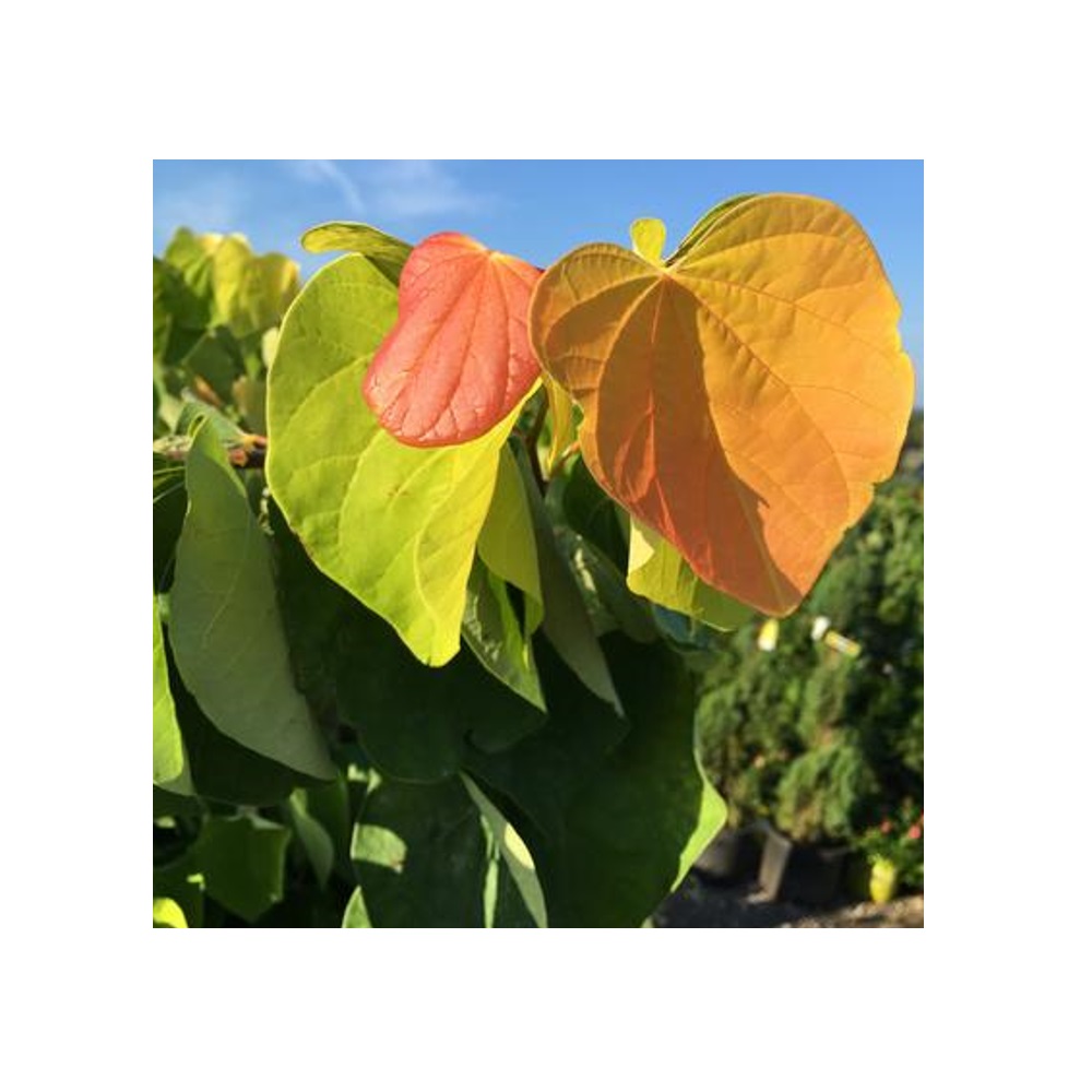 Freedom Tree Farms Rising Sun Redbud, 15 Gallon | Rural King