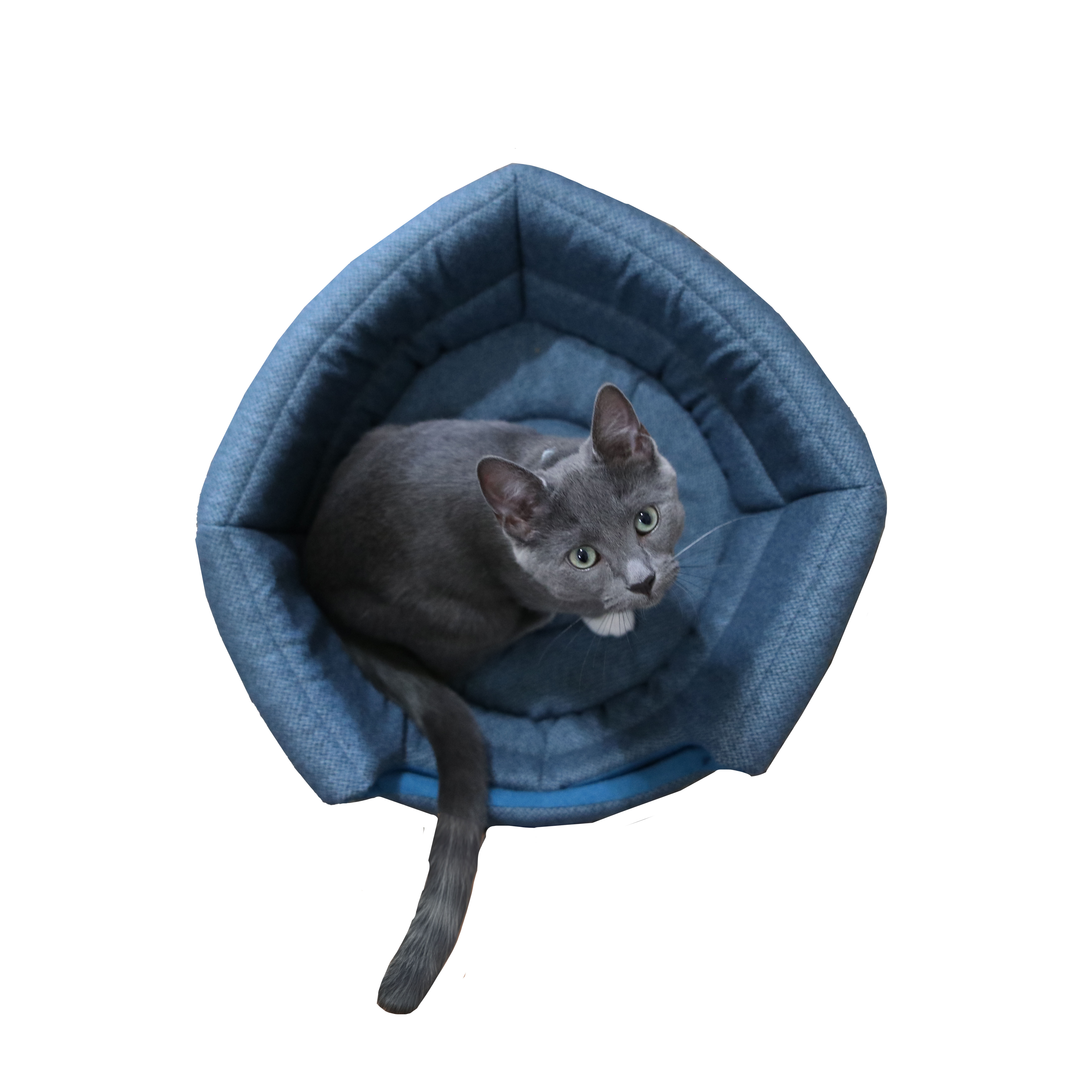 blue cat bed