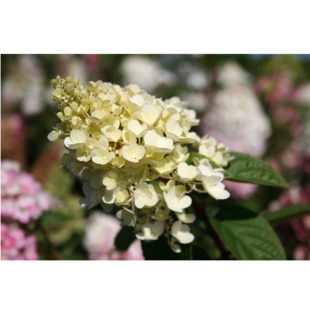 New Sundae Series Hydrangea, 2 Gallon | Rural King