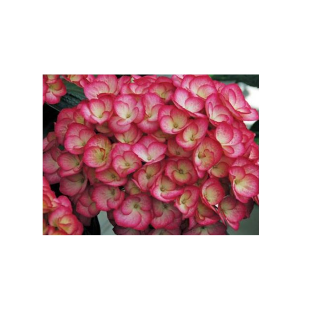 Firefly Hydrangea, 1 Gallon | Rural King
