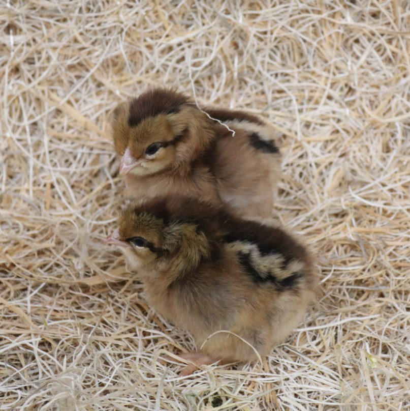 Welsummer - Female Chicks (Lot of 10 Chicks) | Rural King