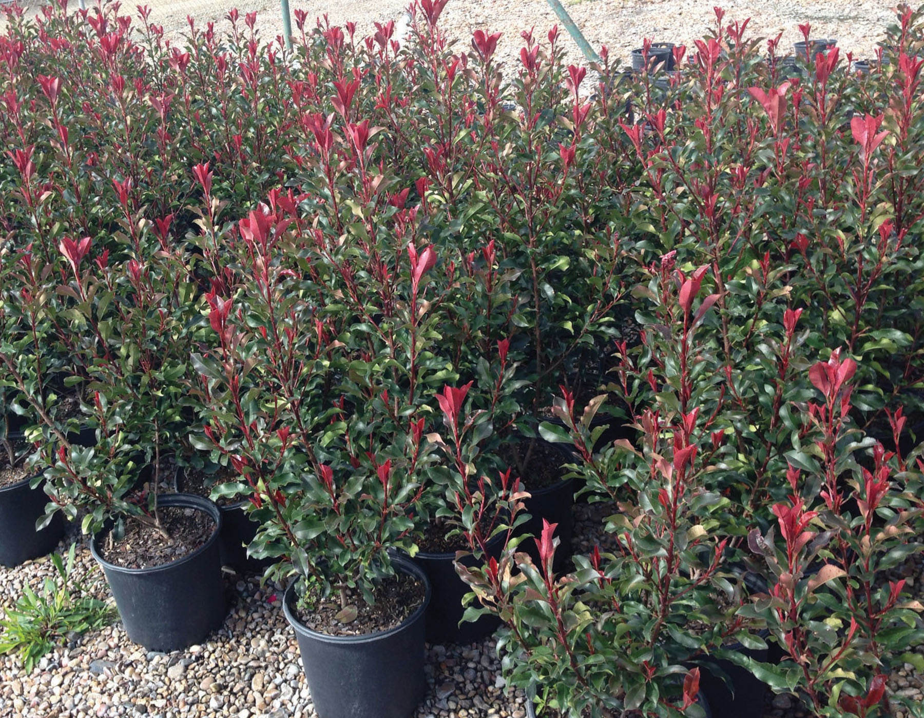 Dynamo Red® Photinia, #3 | Rural King