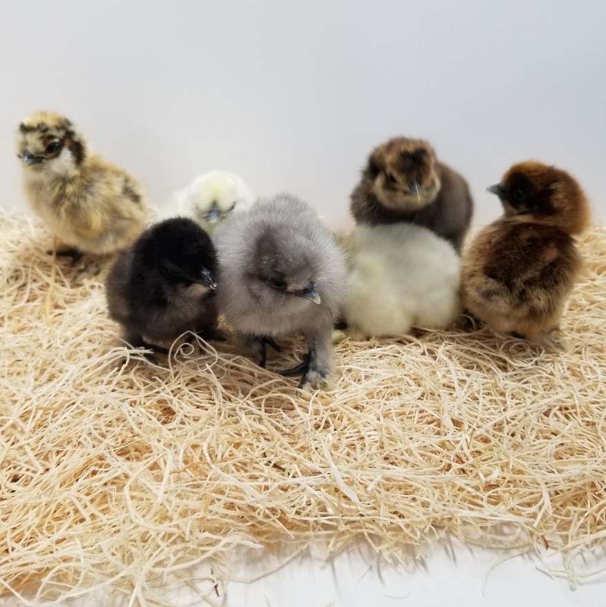 Bantams,Mixed Silkies - Straight Run Chicks (Lot of 10 Chicks) | Rural King