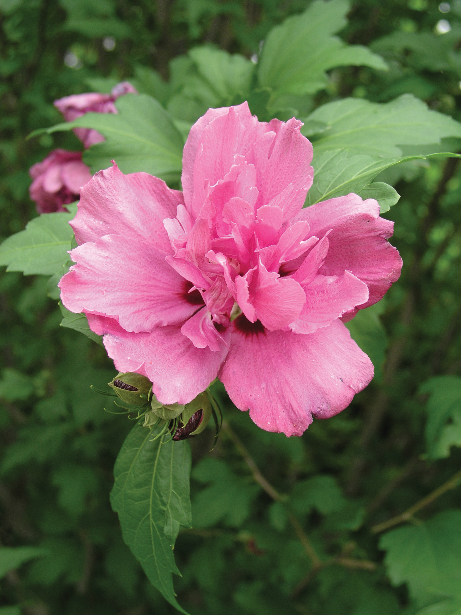 Double Pink Althea, #1 | Rural King