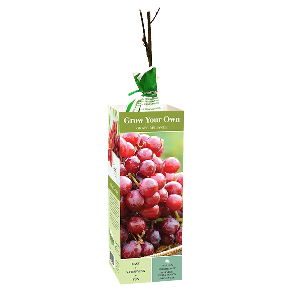 Van Zyverden Inc. Grape Reliance - Red Seedless | Rural King