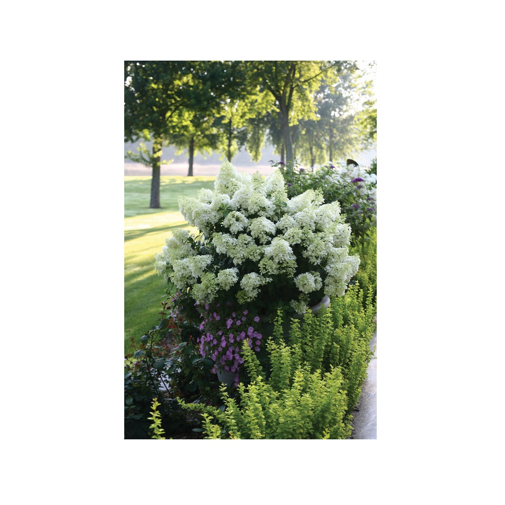 Proven Winner Bobo Hydrangea, 8\" | Rural King