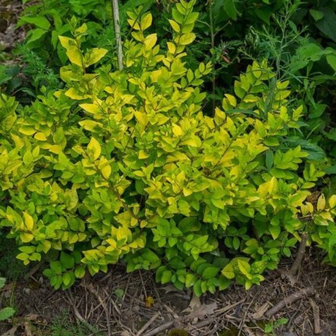 Golden Vicary Privet, #1 | Rural King