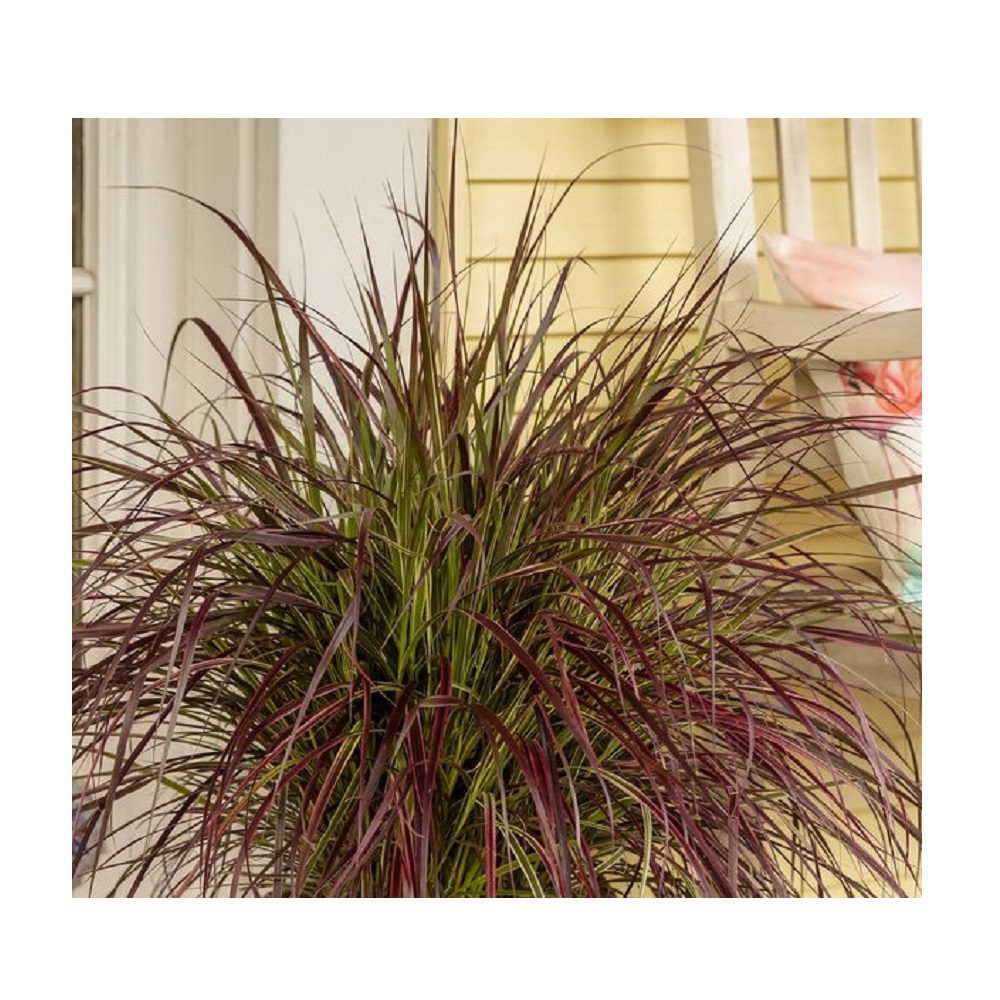 Fireworks Fountain Grass, 2.5 Quart | Rural King