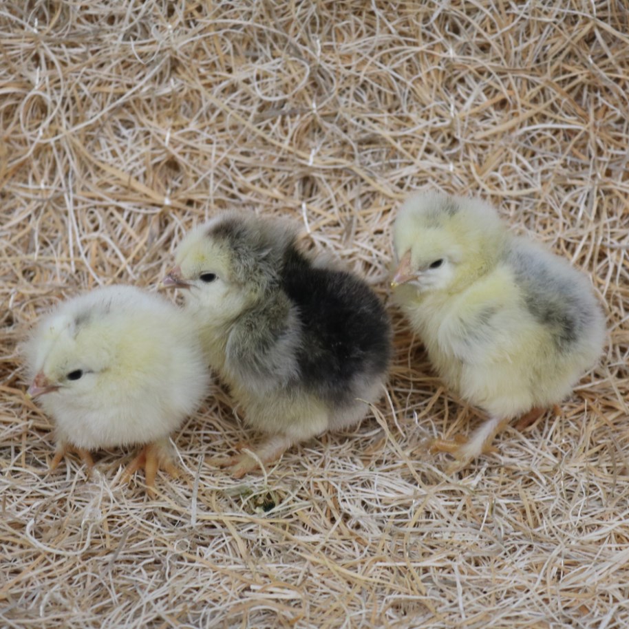Light Brahma - Female Chicks (Lot of 10 Chicks) | Rural King