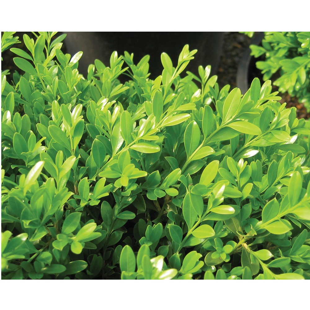 Green Borders™ Boxwood, 1 lb. | Rural King