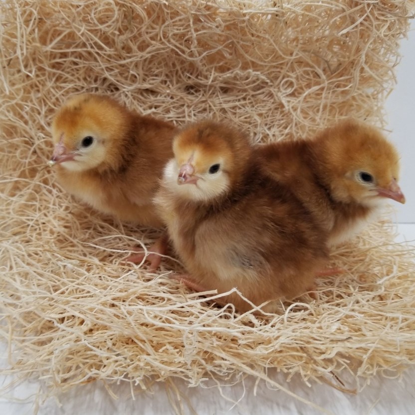 Production Red - Male Chicks (Lot of 10 Chicks) | Rural King