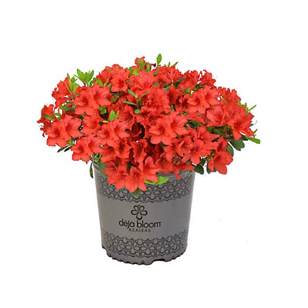 Assorted Deja Bloom Azalea, 2 Gallon | Rural King