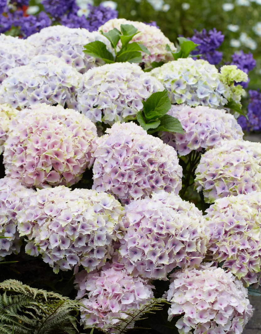 Everlasting Ocean® Hydrangea Macrophylla, #3 | Rural King
