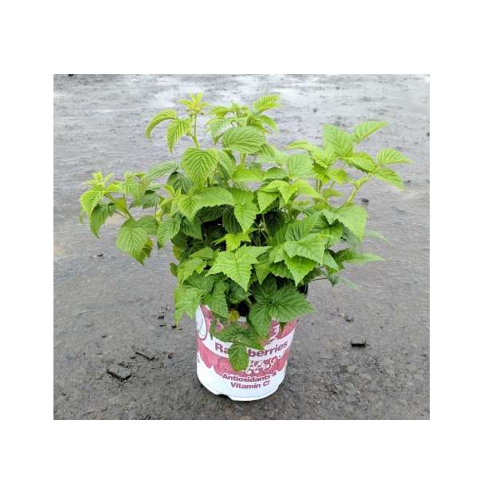 Meeker Raspberry, 8\" | Rural King