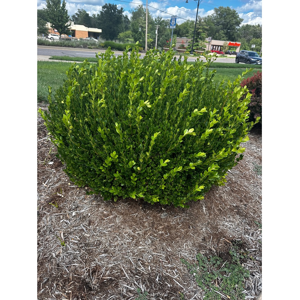 Winter Gem Boxwood, 1 lb. | Rural King