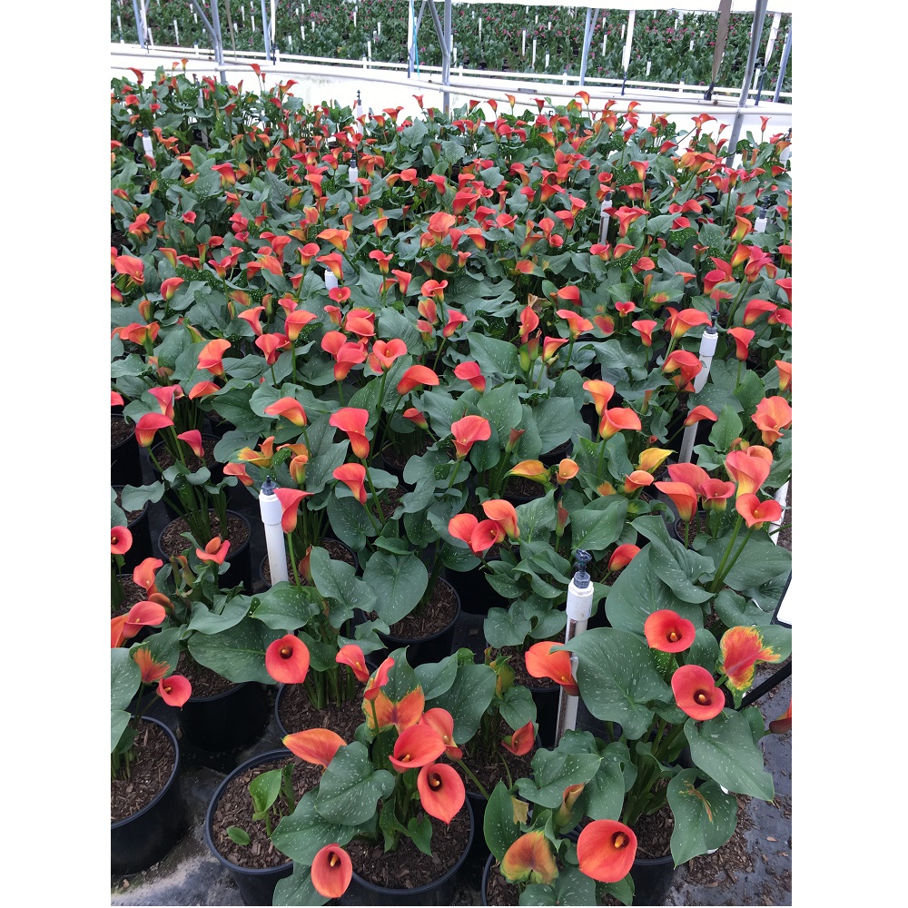 Assorted Calla Lily, 2.5 Quart | Rural King