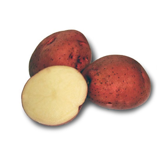 Red Pontiac Seed Potatoes | Rural King