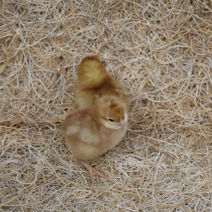 Isa Brown - Straight Run Chicks (Lot of 10 Chicks) | Rural King