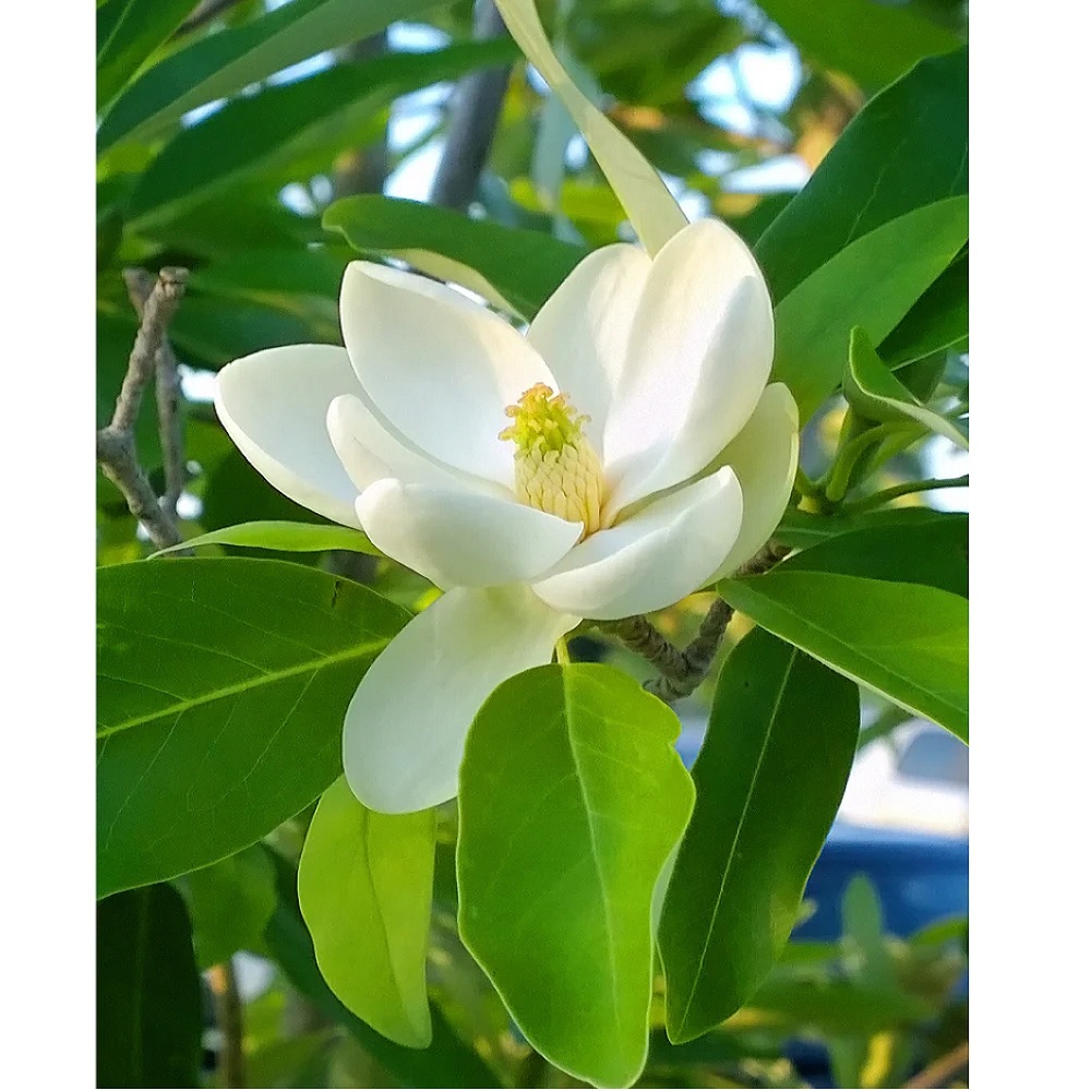 Freedom Tree Farms Sweetbay Magnolia, 5 Gallon | Rural King