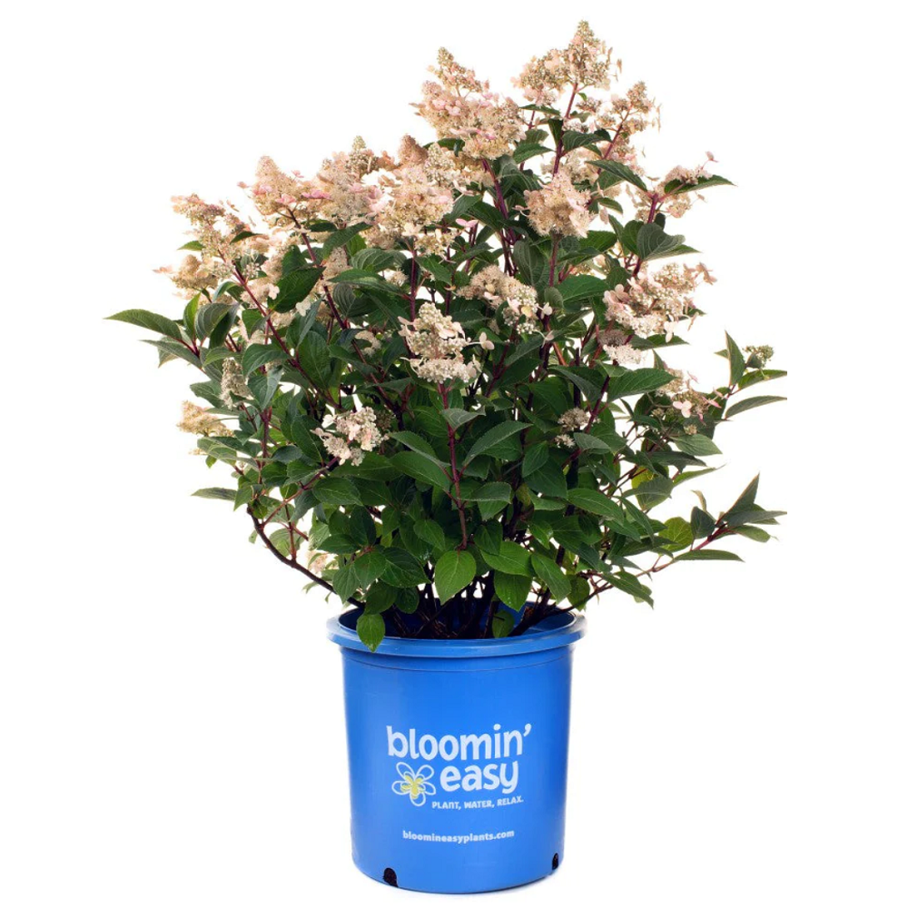 Torch Hydrangea, 2 Gallon | Rural King