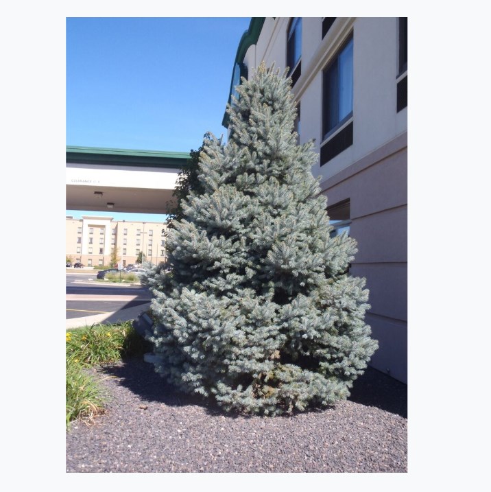 Colorado Blue Spruce, #1 | Rural King