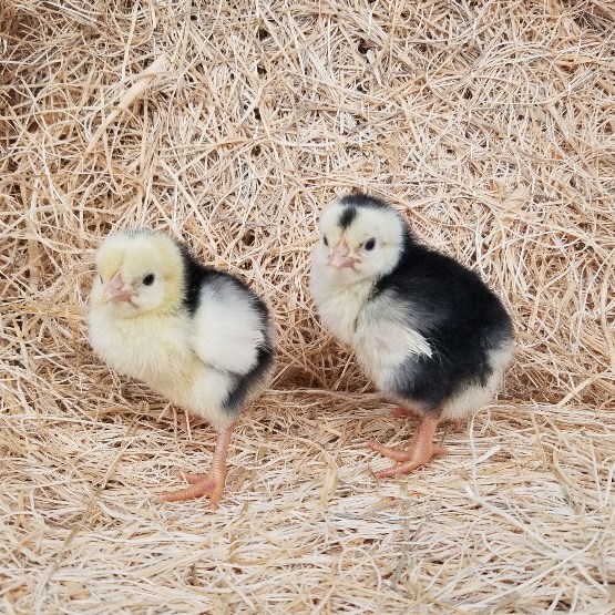 Ancona - Straight Run Chicks (Lot of 10 Chicks) | Rural King