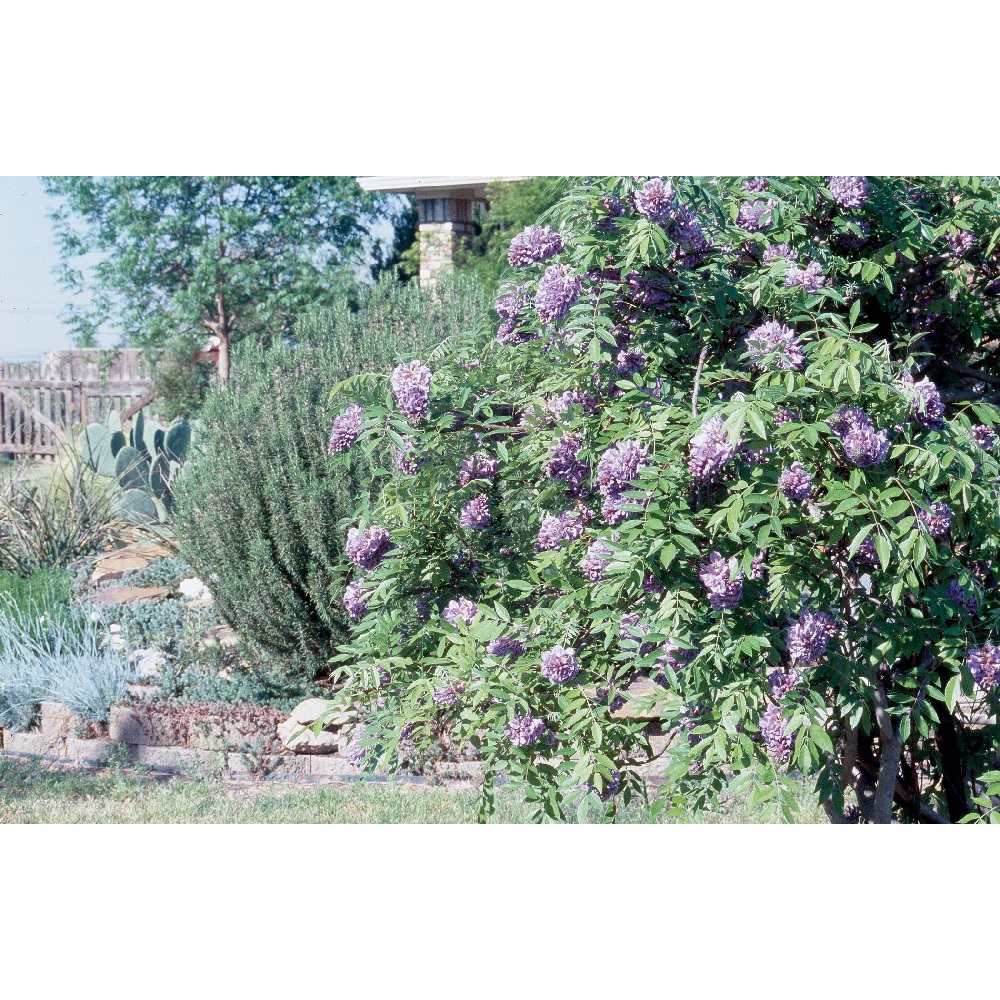 Lavender Falls Staked Wisteria, 3 Deco Pot | Rural King