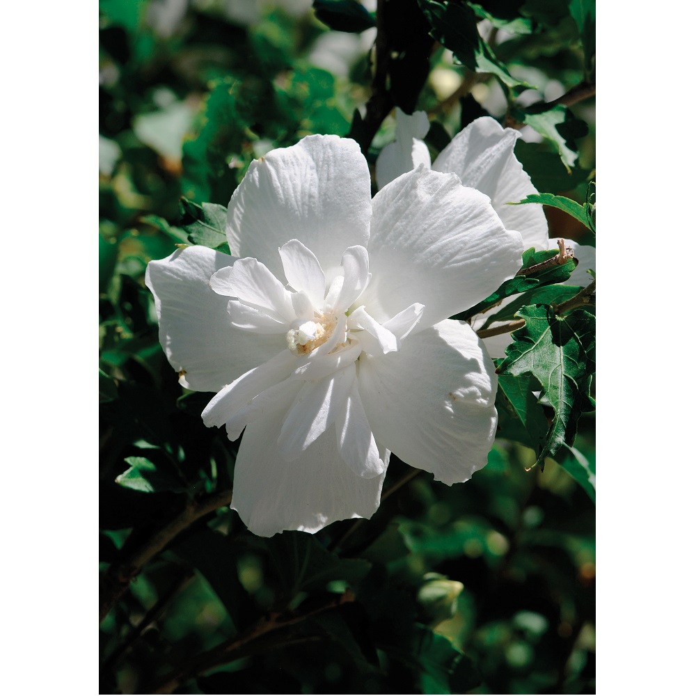 Morning Star Double White Althea, #3 | Rural King