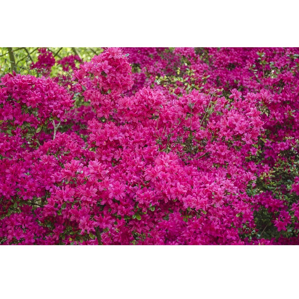 Assorted Girard Azaleas, 3 Gallon | Rural King