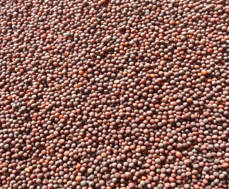 Purple Top Turnips, 7 lb. Jug - TURNIPS7LB | Rural King